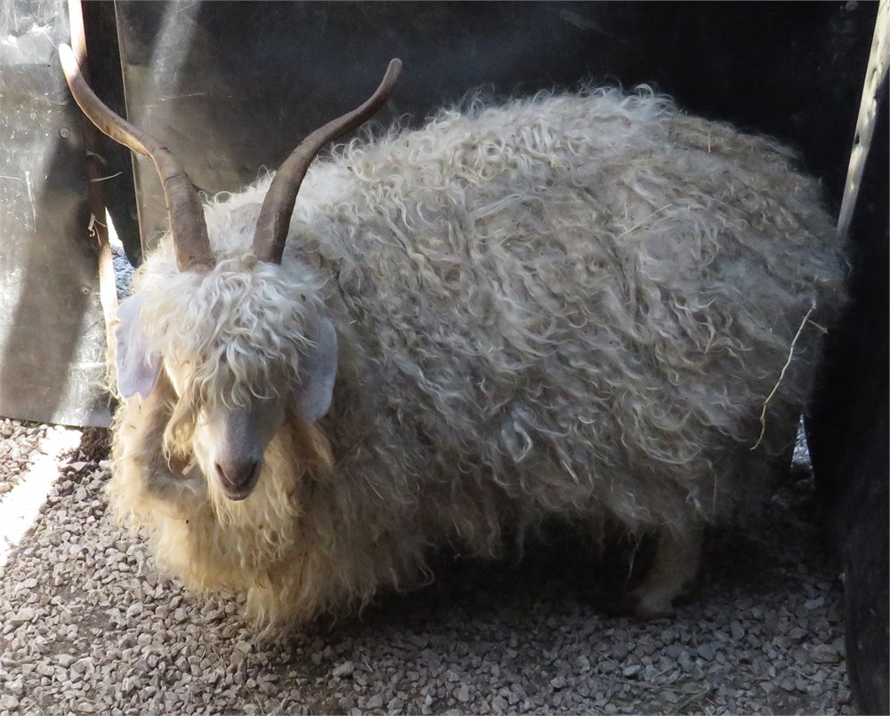 WildLife Buyer, LLC. - 0.1 ANGORA (OKB#2)