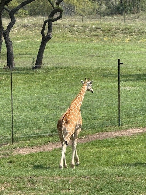 WildLife Buyer, LLC. - 漣 1.0 GIRAFFE-Life Insurance Options Available!