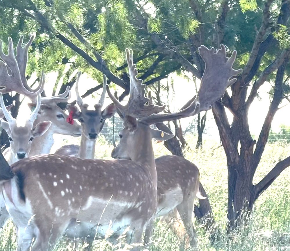 WildLife Buyer, LLC. - Big fallow breeder