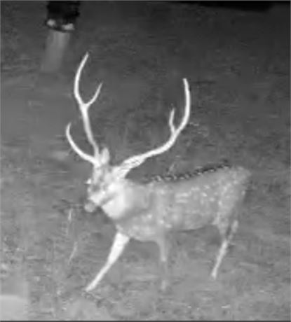 WildLife Buyer, LLC. - Big Axis Buck