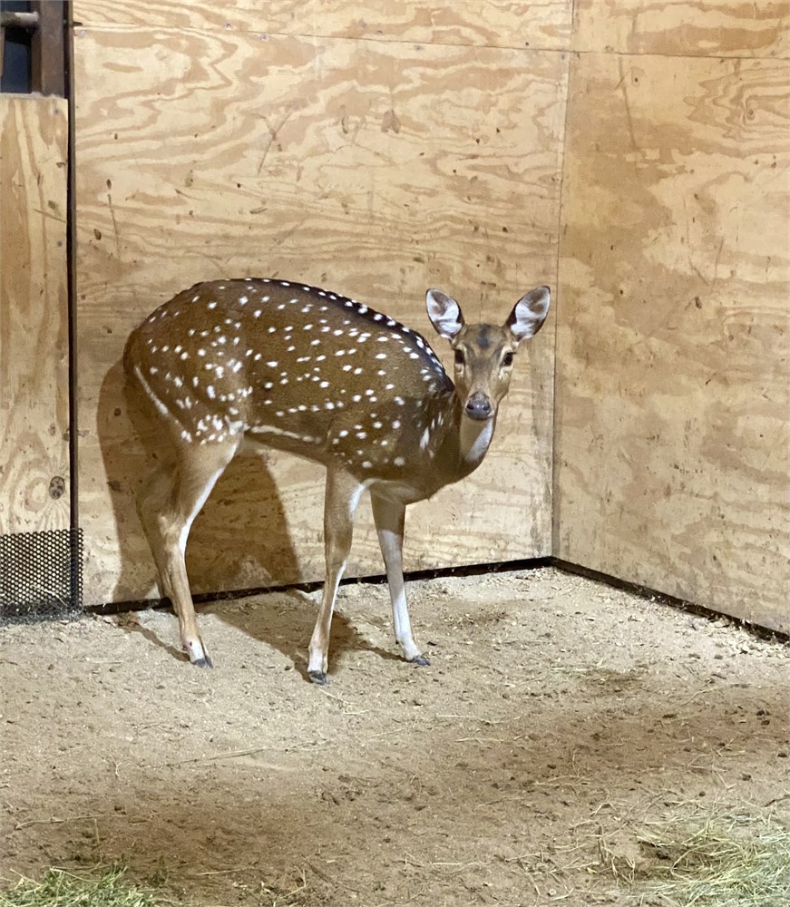 WildLife Buyer, LLC. - 1.1 Axis Doe & Spike *from a 250 acre managed herd*