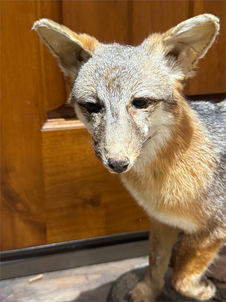 WildLife Buyer, LLC. - Grey Fox Mount