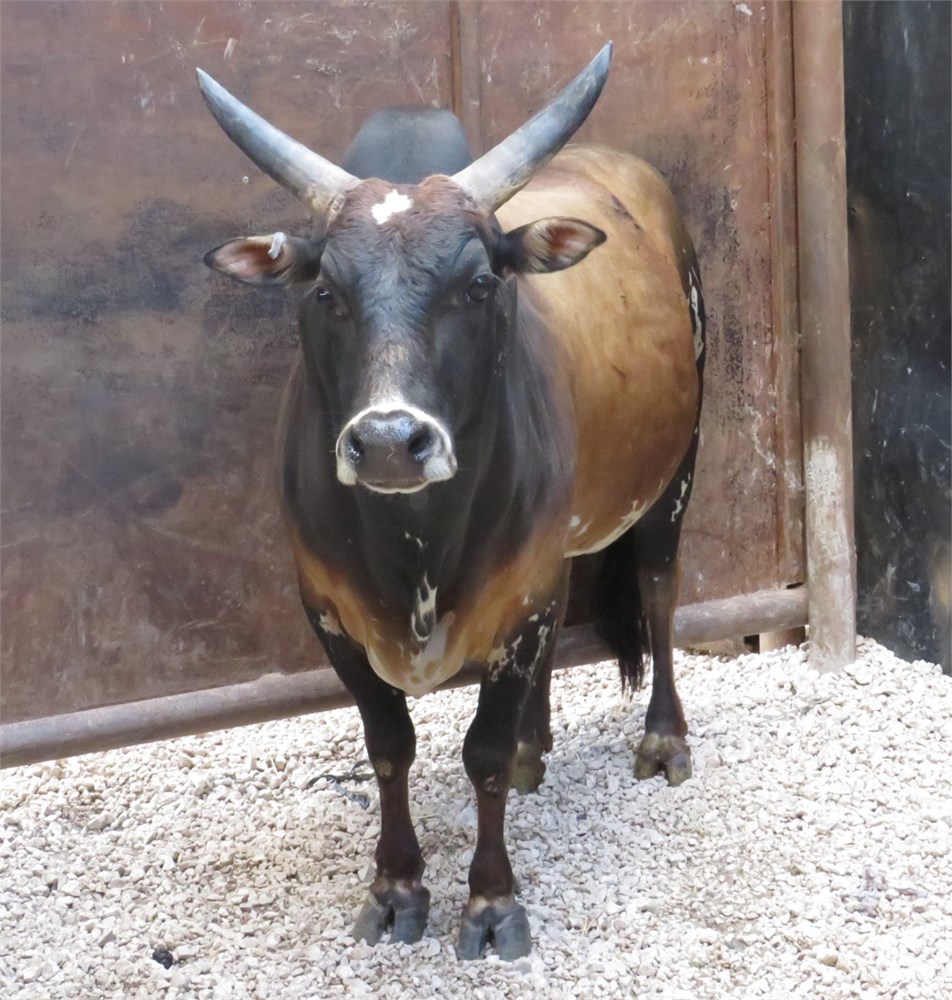 WildLife Buyer, LLC. - 1.0 ZEBU (NKB#13)