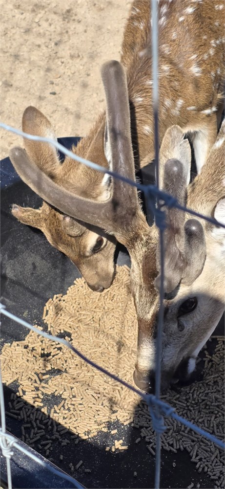 WildLife Buyer, LLC. - Pen raised 9 point axis