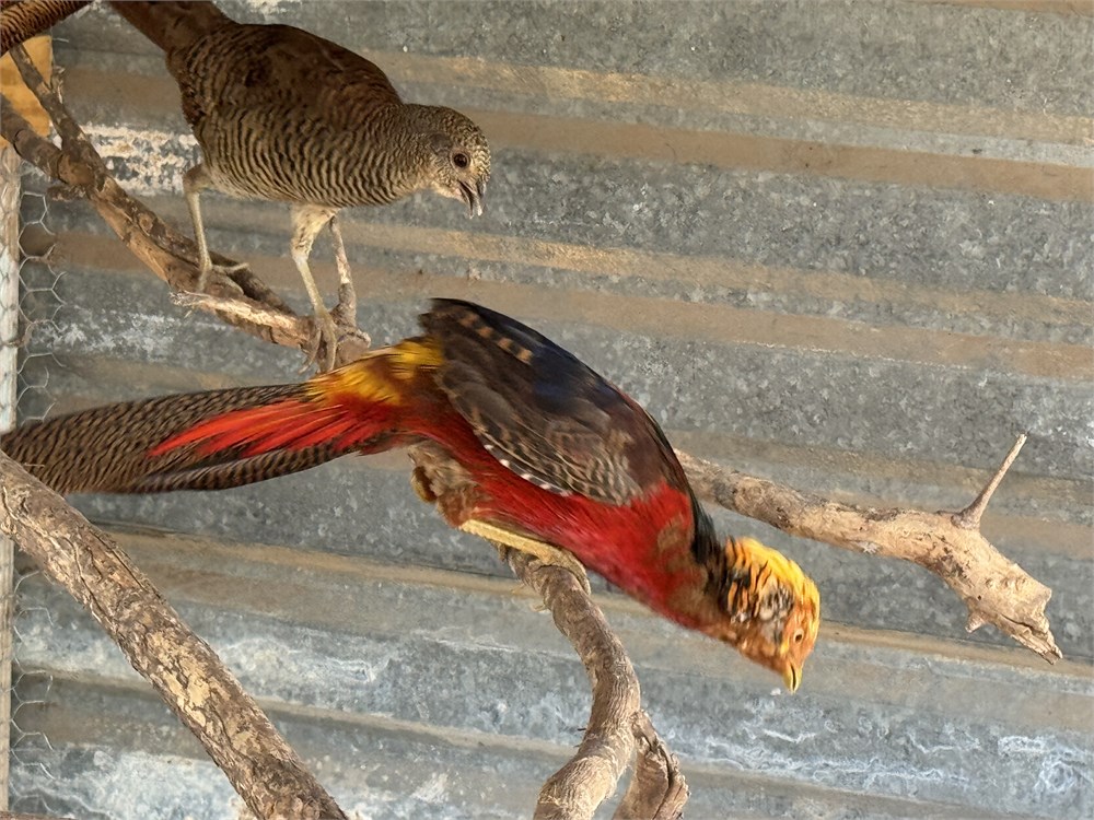 WildLife Buyer, LLC. - Pair of Red Golden pheasant