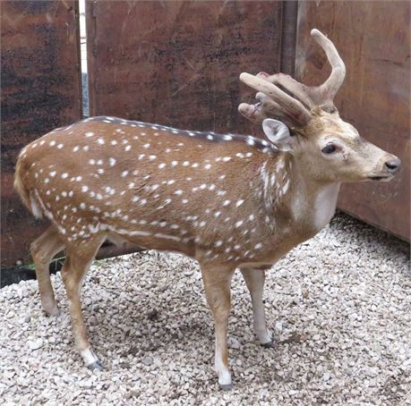 WildLife Buyer, LLC. - 1.0 AXIS (WB#16)