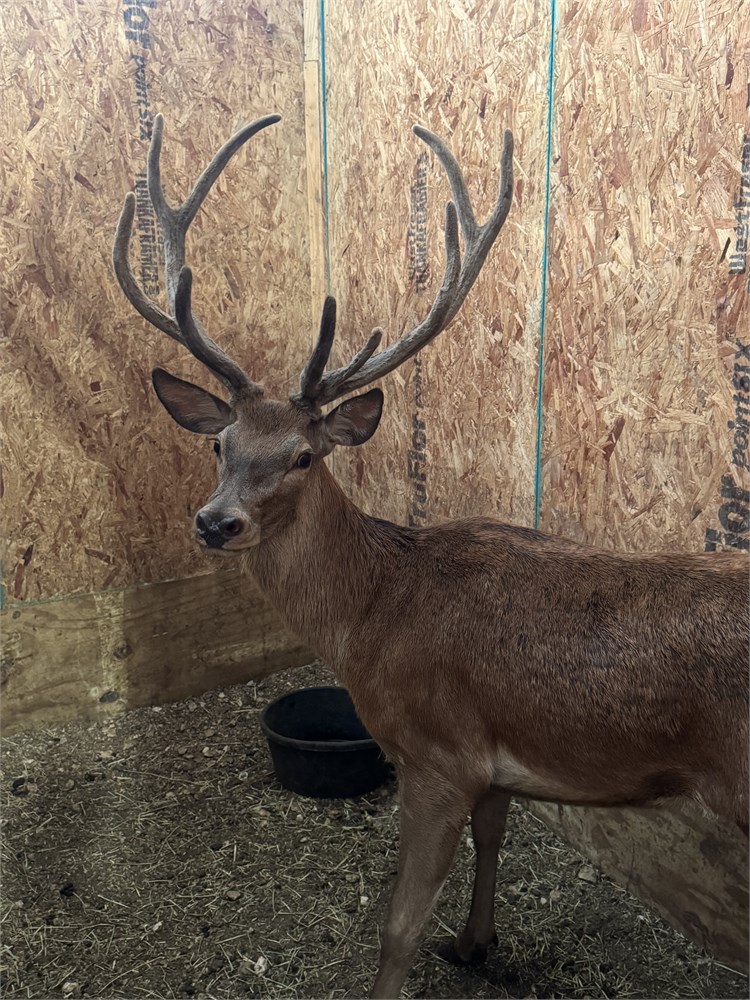 WildLife Buyer, LLC. - 1.0 Stag #3