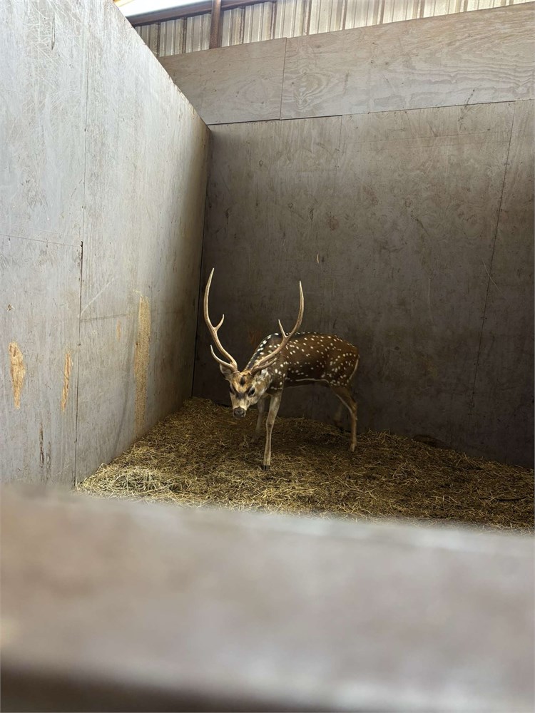 WildLife Buyer, LLC. - 31" axis buck