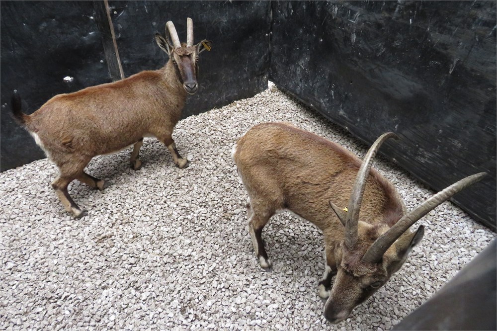 WildLife Buyer, LLC. - 0.2 IBEX TAG#20/5 (OKB#4-4)