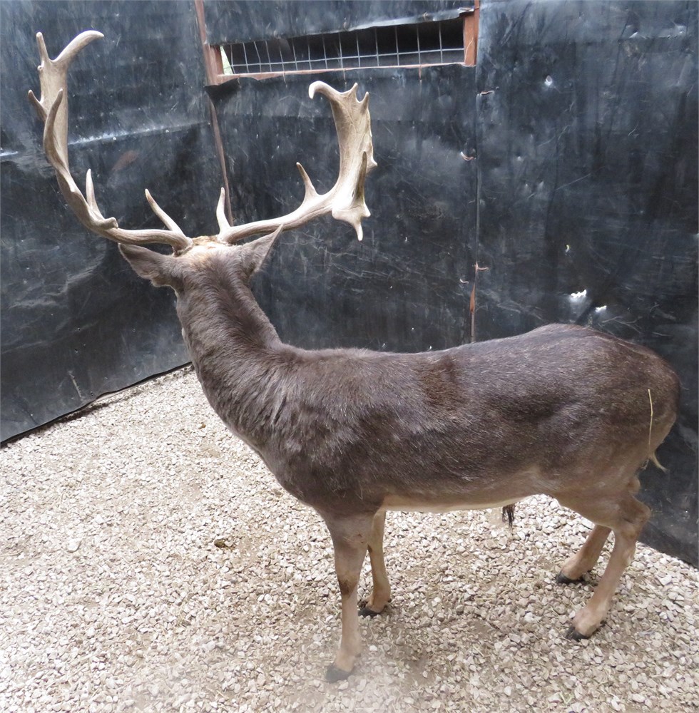 WildLife Buyer, LLC. - 1.0 FALLOW (RB#8) - Ask About Insurance
