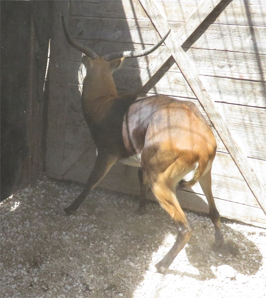 WildLife Buyer, LLC. - 1.0 NILE LECHWE CROSS (RB#13) *UPDATED PHOTOS ...