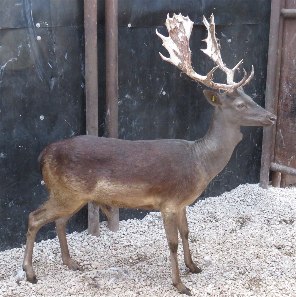 WildLife Buyer, LLC. - 1.0 FALLOW (WB#14) - Ask About Insurance