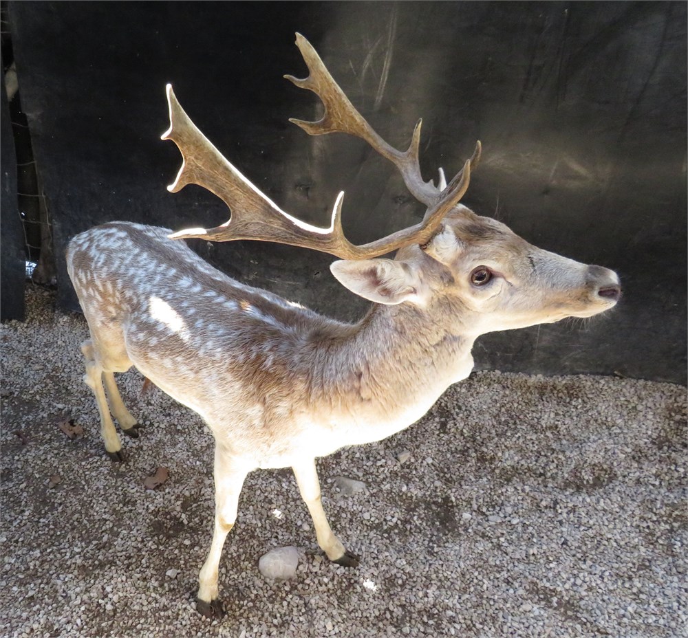 WildLife Buyer, LLC. - 1.0 FALLOW (BB#1A) - Ask About Insurance