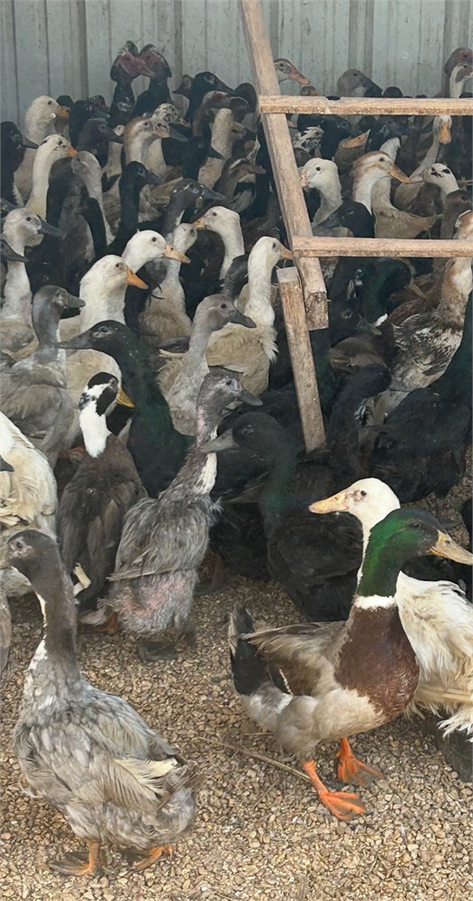 WildLife Buyer, LLC. - MULTIPLE KINDS OF DUCKS