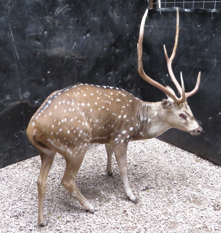 WildLife Buyer, LLC. - 1.0 GIANT AXIS (OKB#6-6) - Ask about insurance
