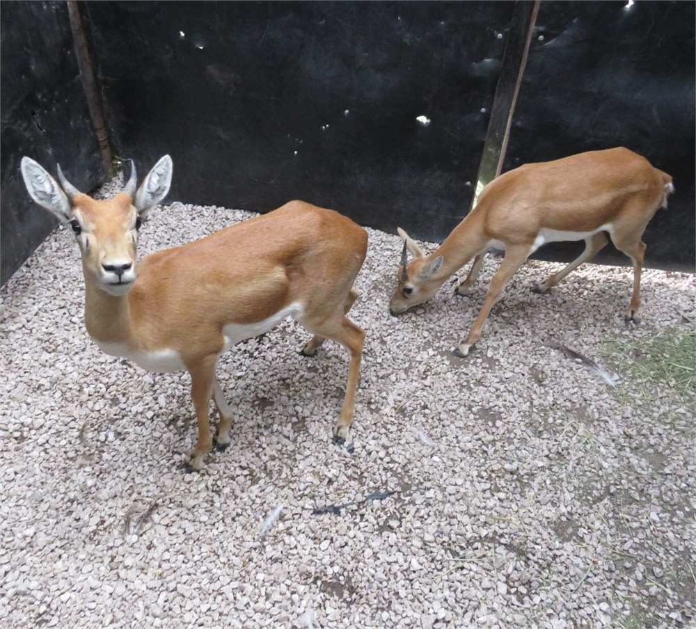 WildLife Buyer, LLC. - 2.0 BLACKBUCK (OKB#3-1)