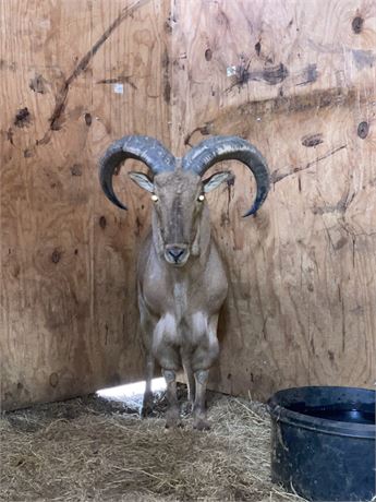 WildLife Buyer, LLC. - Aoudad Ram