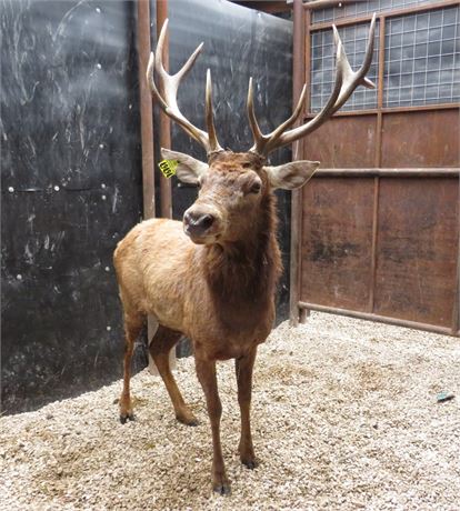 WildLife Buyer, LLC. - 1.0 RED STAG (NKB#12)
