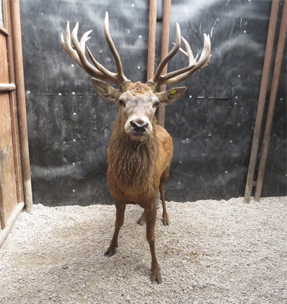 WildLife Buyer, LLC. - 1.0 RED STAG (MB#3) - Ask About Insurance