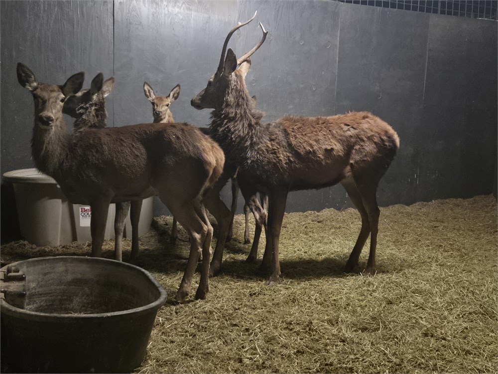 WildLife Buyer, LLC. - 1.4 red deer