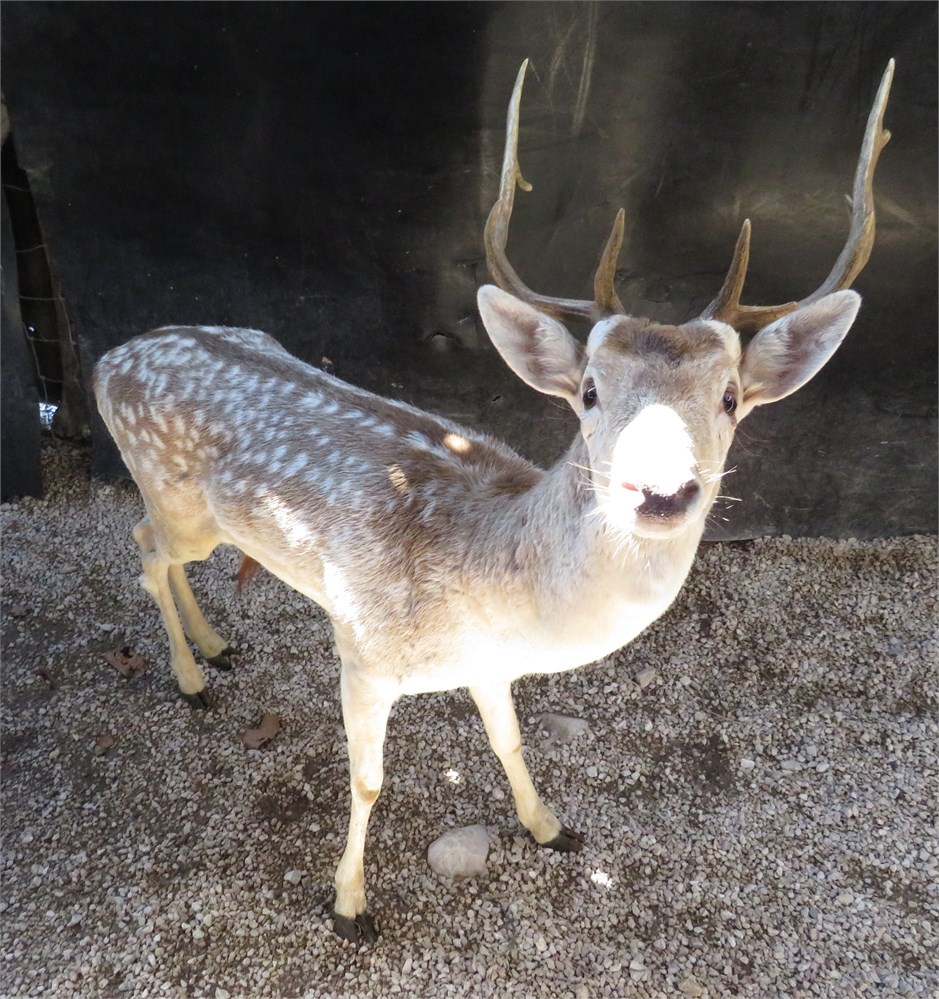 WildLife Buyer, LLC. - 1.0 FALLOW (BB#1A) - Ask About Insurance
