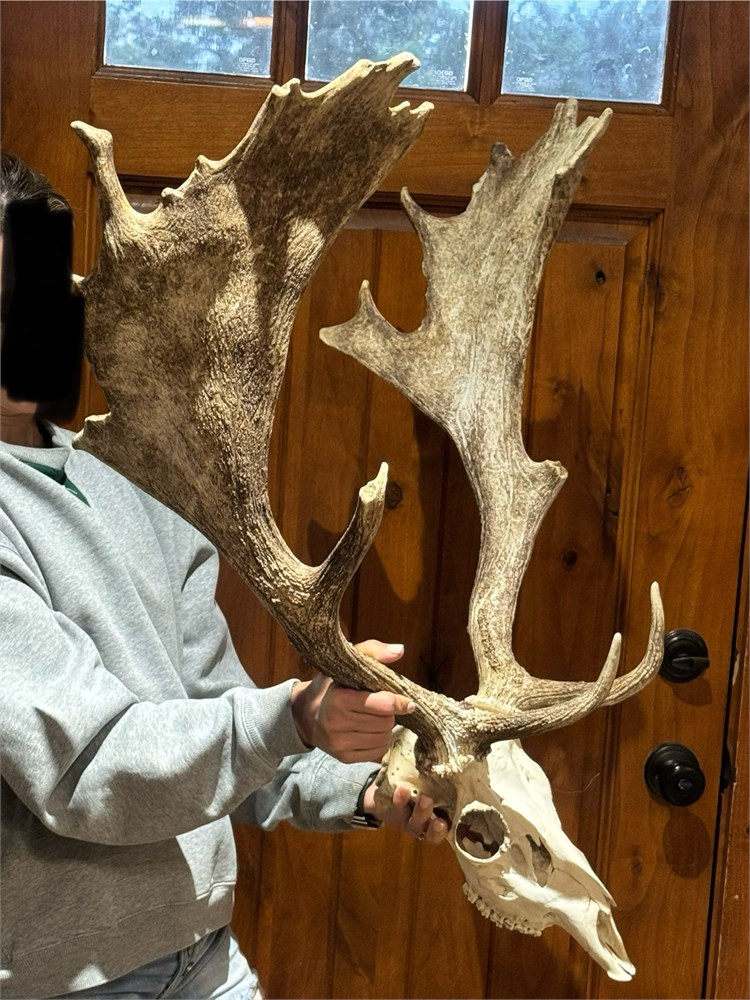 WildLife Buyer, LLC. - nice fallow skull