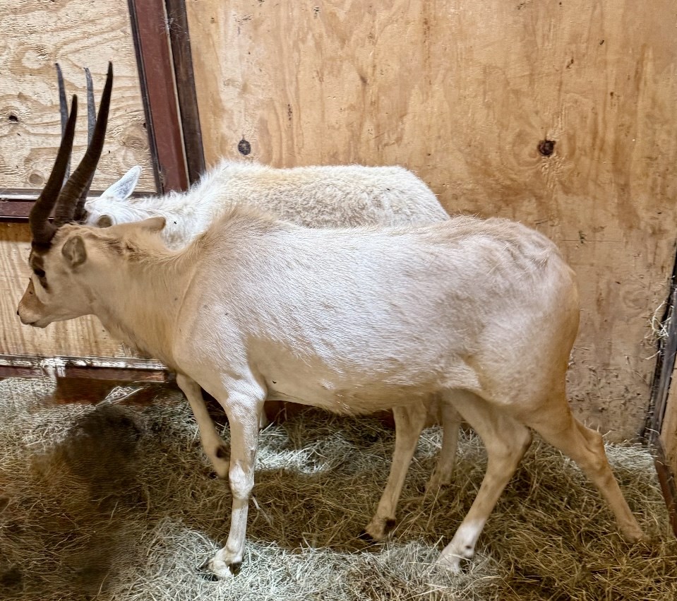 WildLife Buyer, LLC. - 2.0 Addax - BOERNE