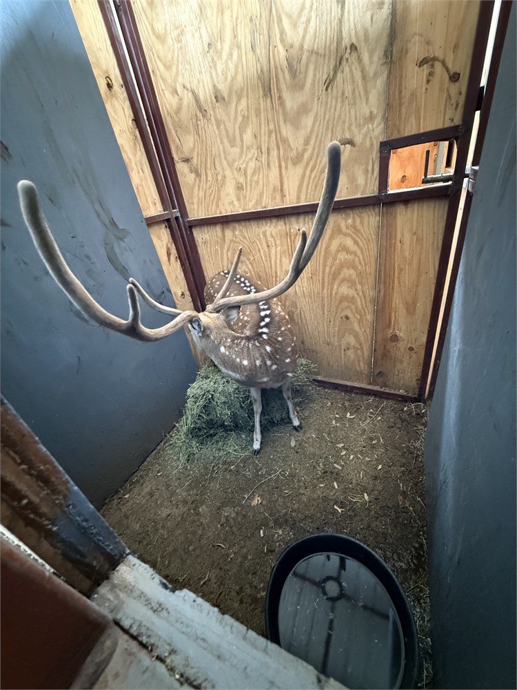 WildLife Buyer, LLC. - 1.0 Winter Axis Buck