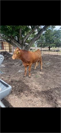 WildLife Buyer, LLC. - 1.0 AKAUSHI REGISTERED BULL