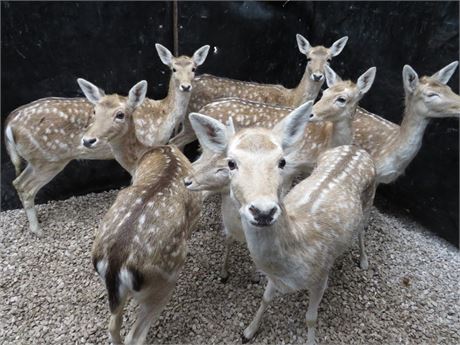 WildLife Buyer, LLC. - 0.7 FALLOW (OKB#4-4)