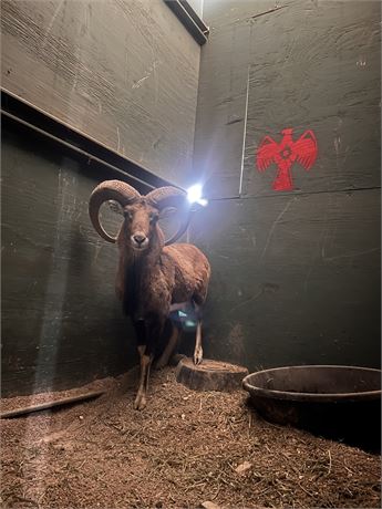 WildLife Buyer, LLC. - Red sheep 1.0