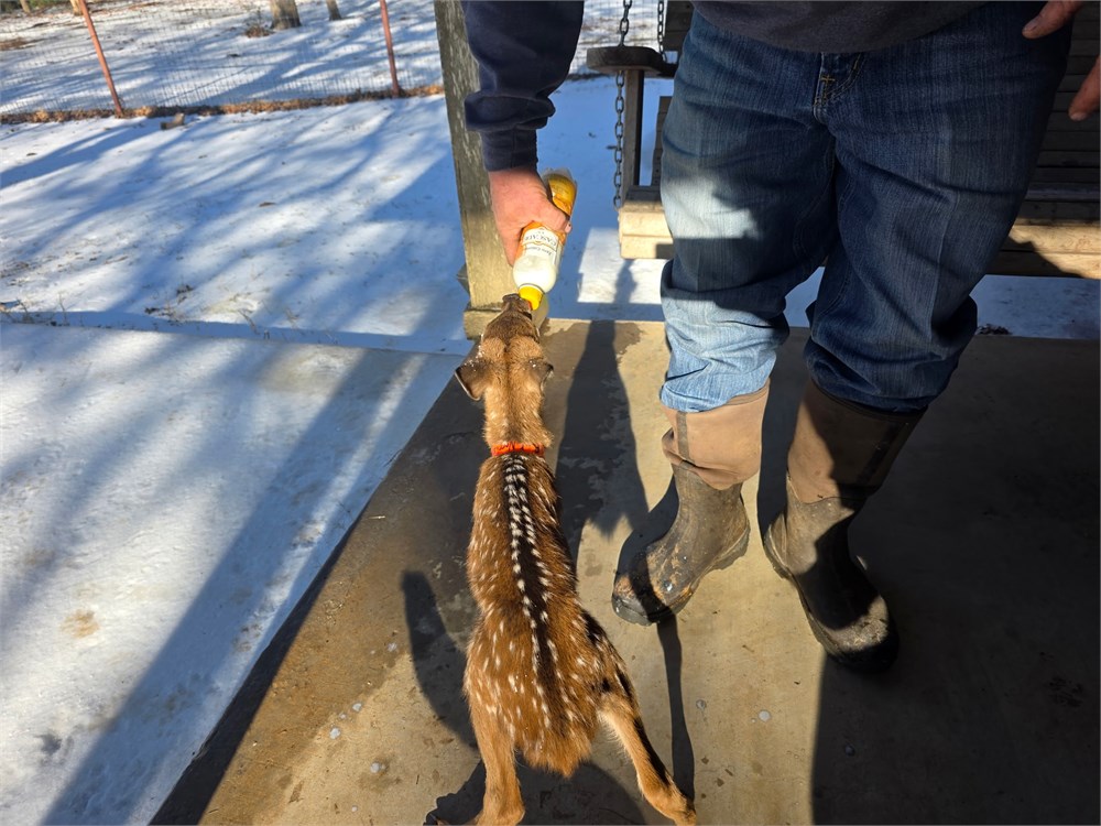 WildLife Buyer, LLC. - Bottle Baby Axis Male