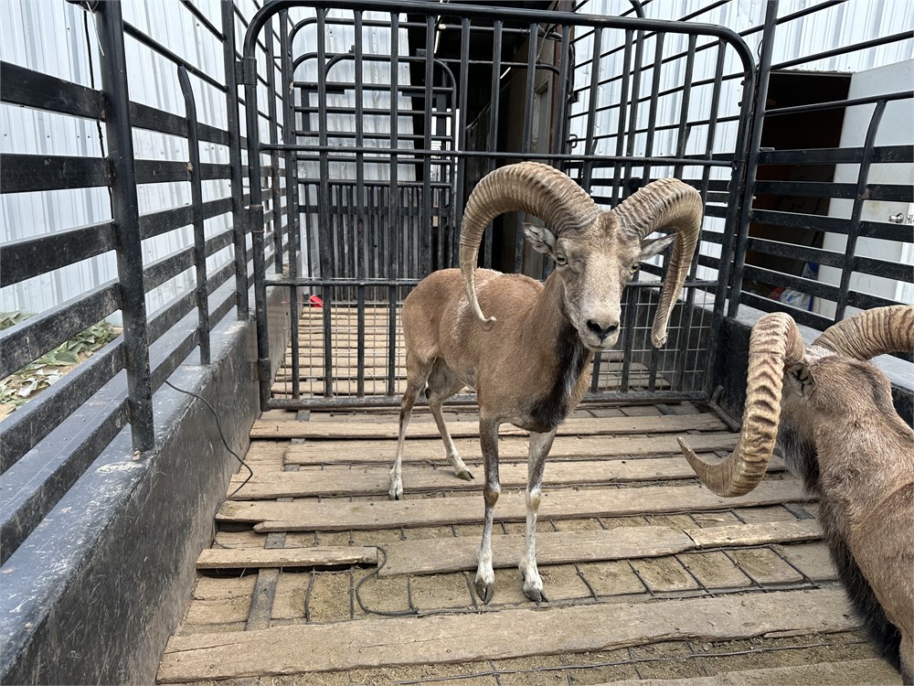 WildLife Buyer, LLC. - Transcaspian Ram