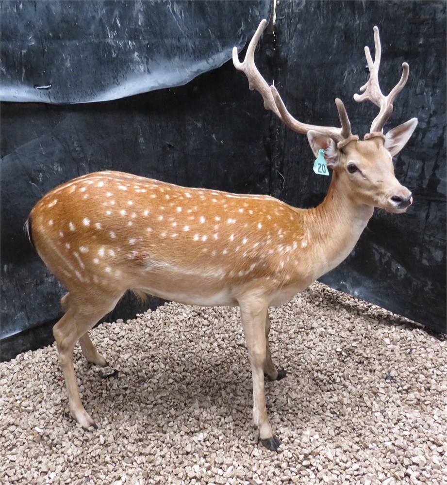 WildLife Buyer, LLC. - 1.0 FALLOW GREEN TAG#20 (NKB#3)