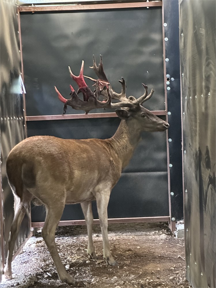 WildLife Buyer, LLC. - 1.0 Chocolate Fallow - Ask About Insurance