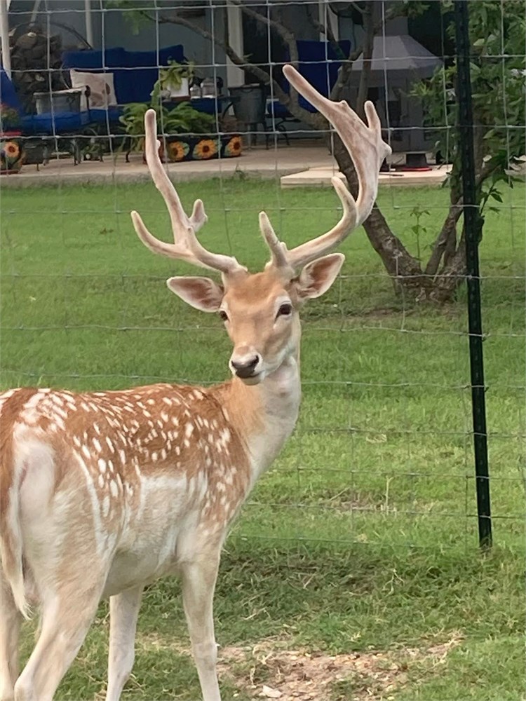 WildLife Buyer, LLC. - 5.0 2 year old fallow bucks