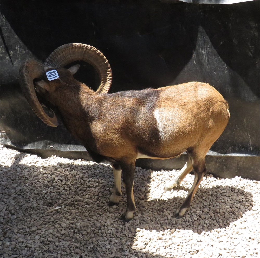 WildLife Buyer, LLC. - 1.0 MOUFLON TAG#301 (NKB#5) - Ask About Insurance