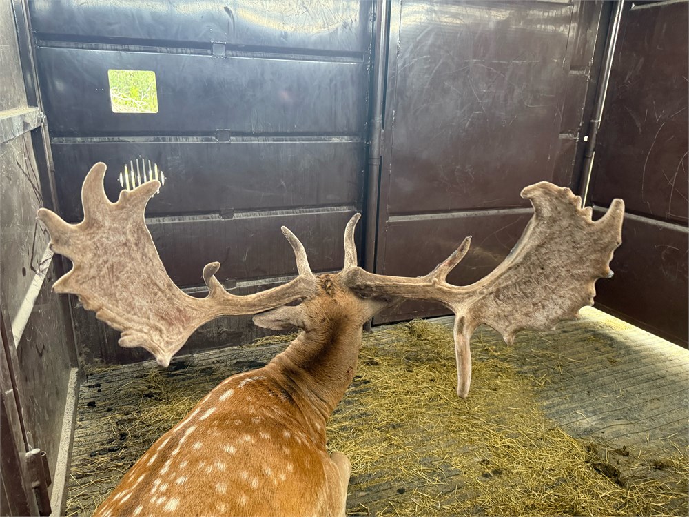 WildLife Buyer, LLC. - 1.0 Fallow Buck