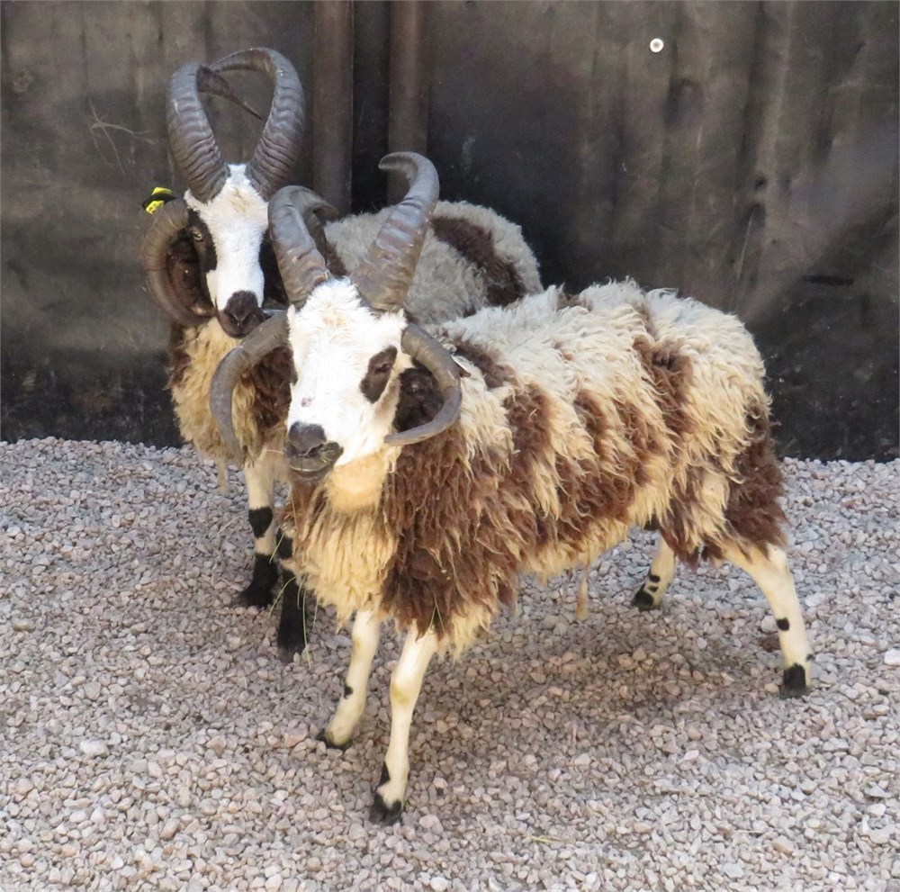 WildLife Buyer, LLC. - 2.0 4-HORN TAG#222/223 (NKB#12)