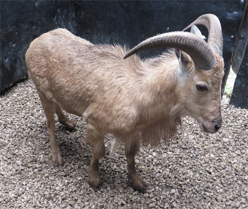 WildLife Buyer, LLC. - 1.0 AOUDAD (OKB#6-1)