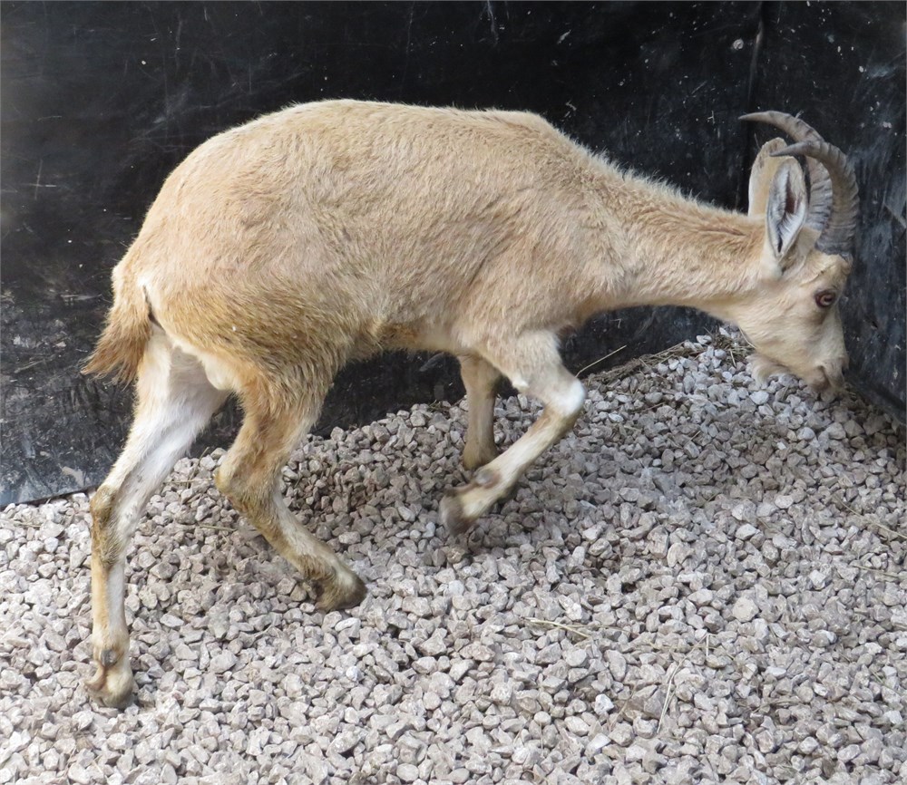 WildLife Buyer, LLC. - 1.0 IBEX OKB#2 TAG#165 ***SIRE PICTURE INCLUDED