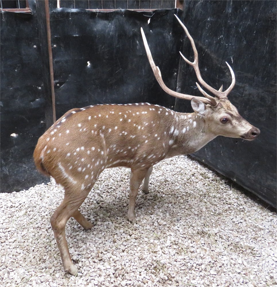WildLife Buyer, LLC. - 1.0 AXIS (OKB#6-1) - Ask About Insurance