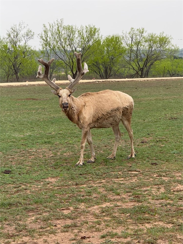 WildLife Buyer, LLC. - PERE DAVID BULL