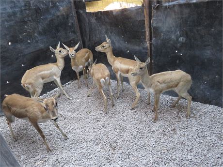 WildLife Buyer, LLC. - 0.6 BLACKBUCK (OKB#4-4)