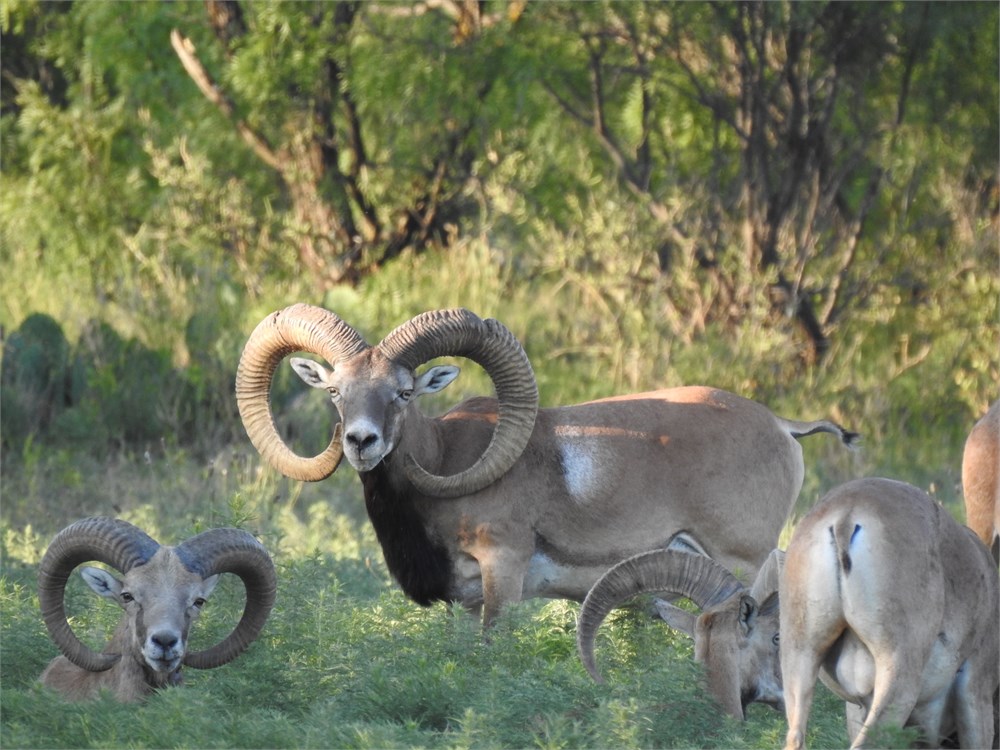 WildLife Buyer, LLC. - 0.5 Exposed iranian red sheep