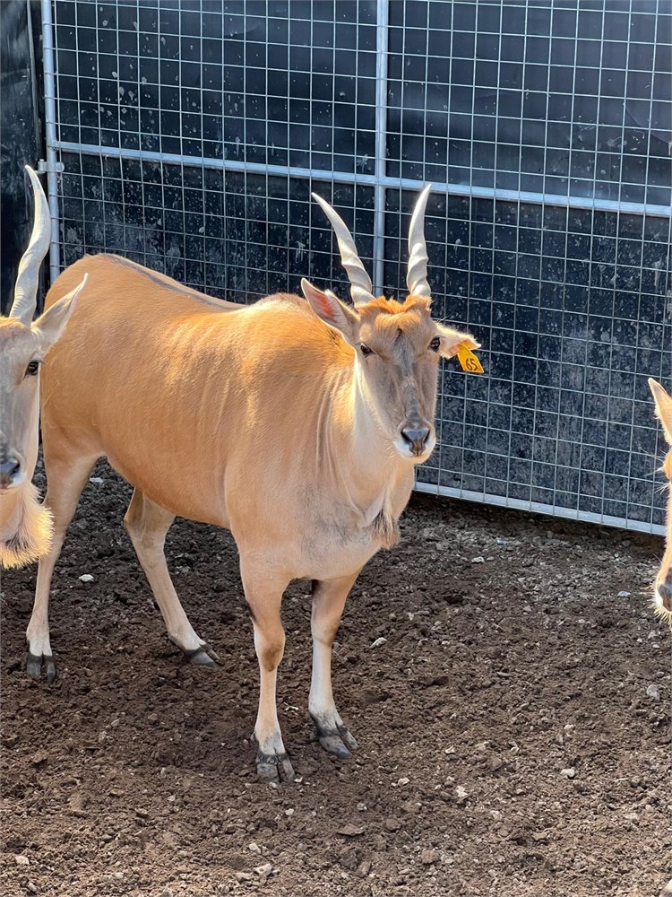 WildLife Buyer, LLC. - Eland Cow