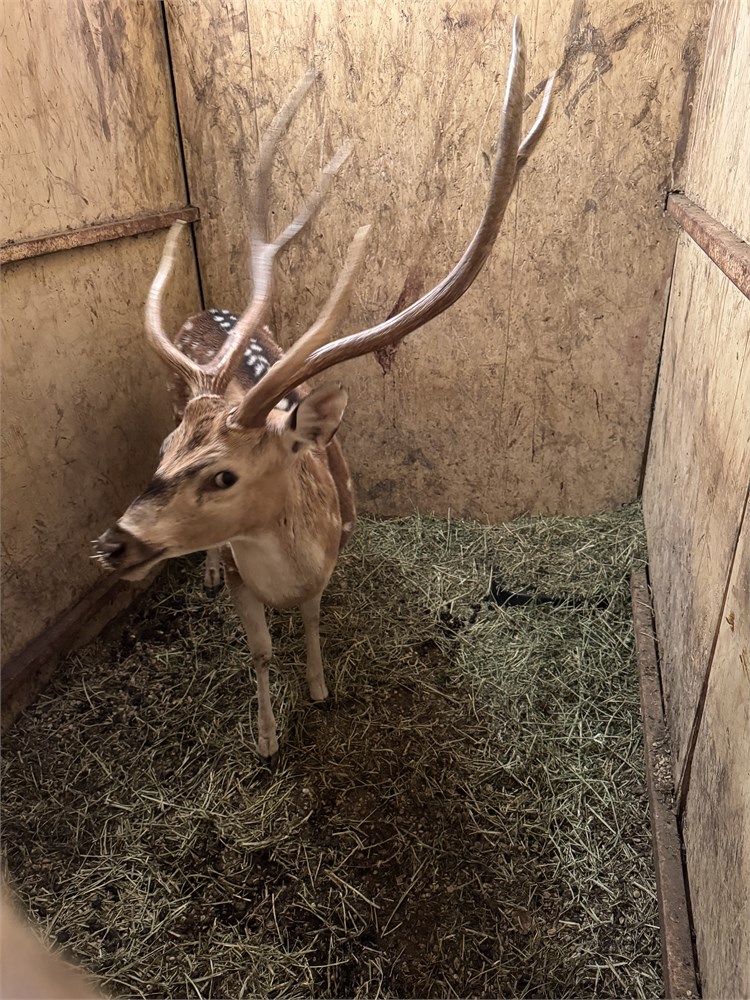 WildLife Buyer, LLC. - 1.0 Big Axis Buck