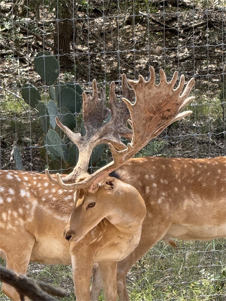 WildLife Buyer, LLC. - REGISTERED FALLOW BUCK - Ask About Insurance