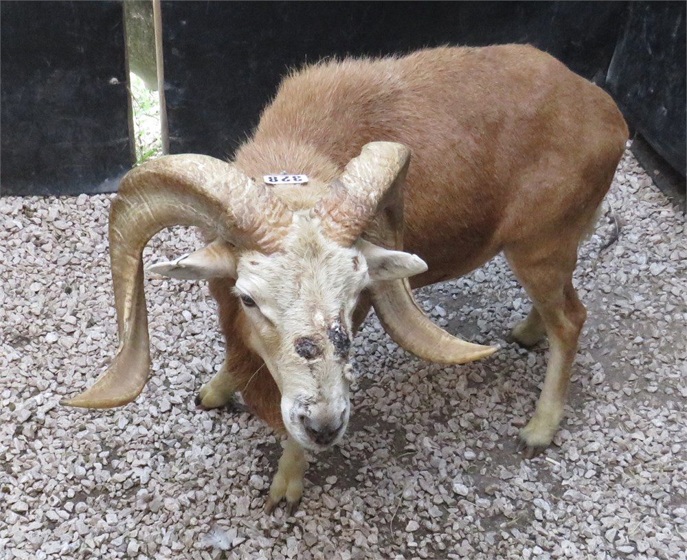 WildLife Buyer, LLC. - 1.0 TX DALL CROSS TAG#328 (OKB#2)