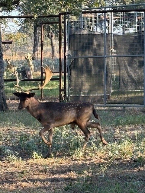 WildLife Buyer, LLC. - 3 yr old Fallow Buck